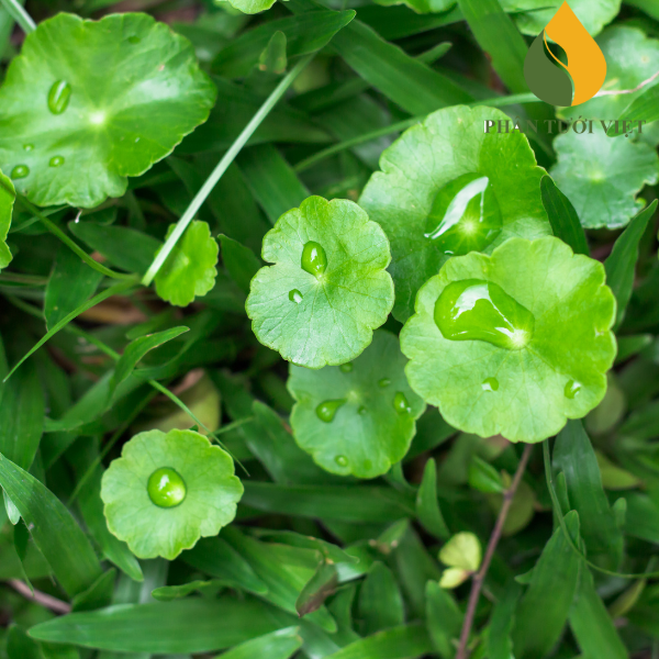 Các bước trồng rau má đúng kỹ thuật 2025